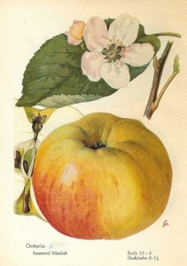 Print Ancient Fruit Apples Ontario 1930 Old Antique Print Apples | eBay