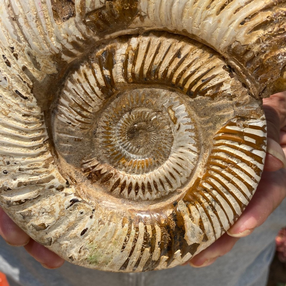 1110g Large Natural Raw Ammonite Fossil Display Collection Specimen ...
