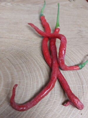 Python Pepper from Russia - Paprika - 5+ seeds - Graines - Samen - Ch ...