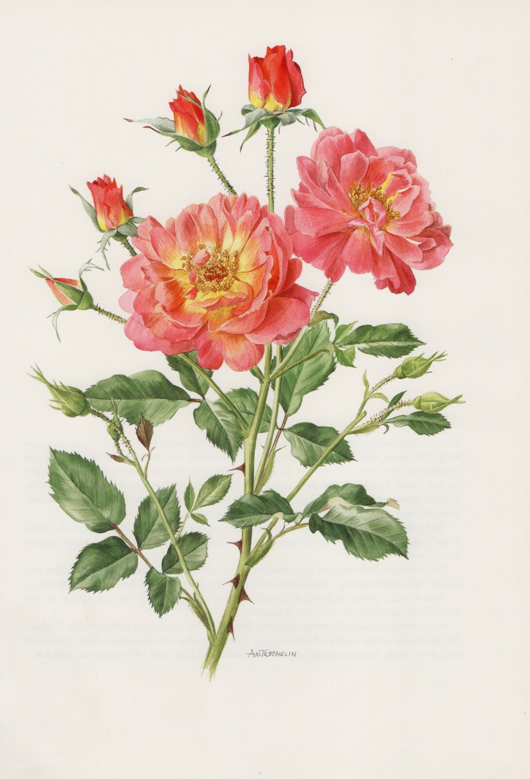 Rosa 'WESTERLAND' Strauchrose Rose Offset-Lithografie 1985 Anne Marie ...