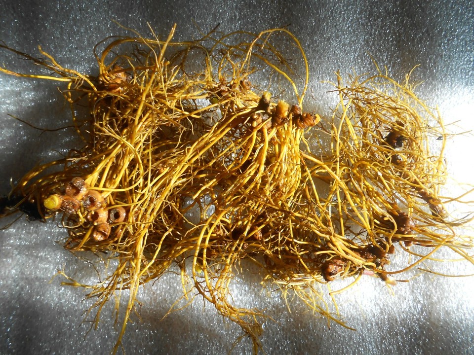 5 XL Goldenseal Roots Fresh Dug Superior Northern Root For Garden or ...
