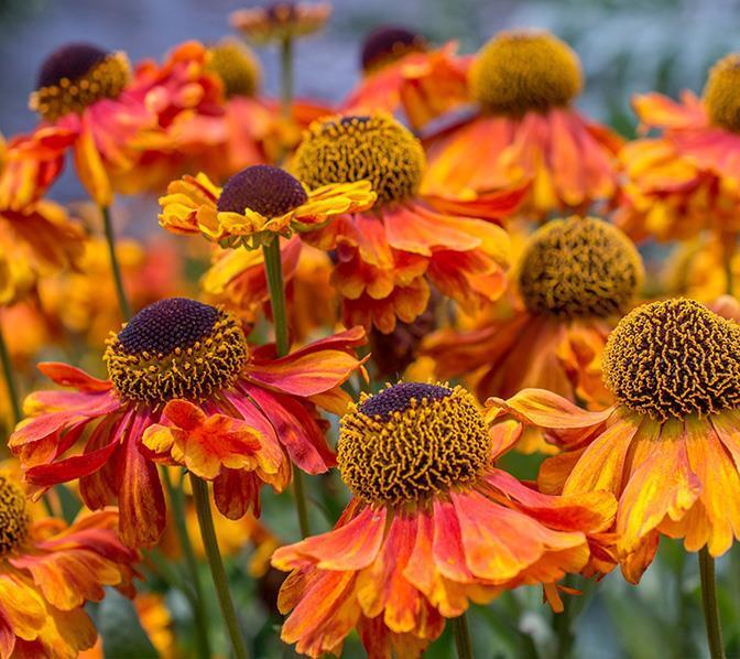 Helenium Autumnale Red & Gold HP, Sow Feb-Oct, Stunning Hardy Perennial ...