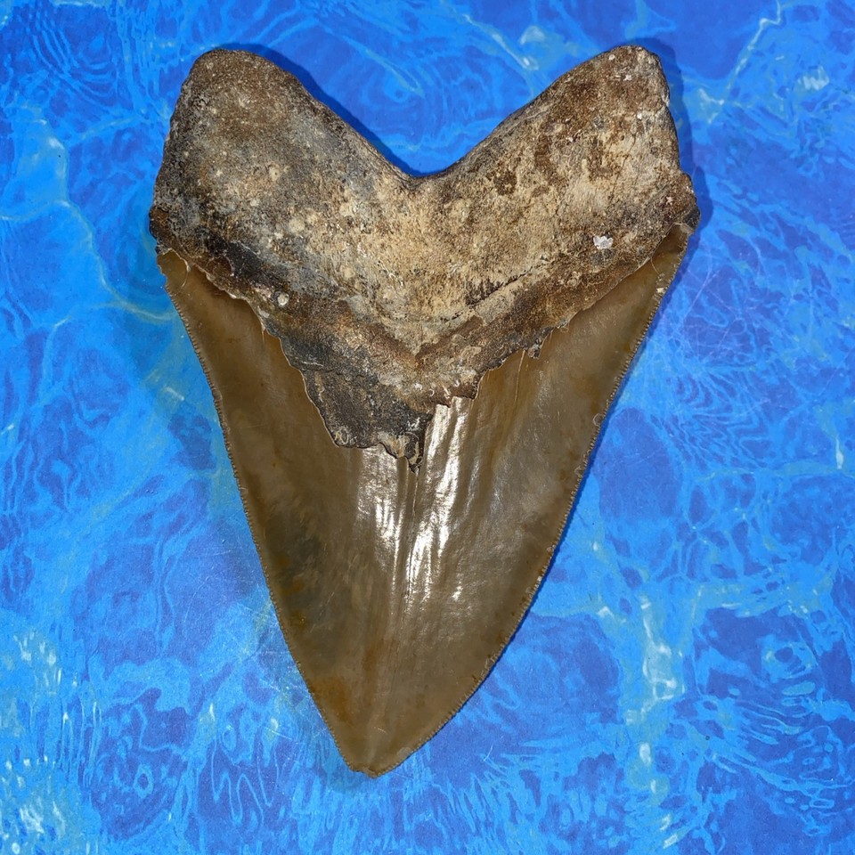MEGALODON SHARK TOOTH 5.56” HUGE TEETH MEG SCUBA DIVER DIRECT FOSSIL NC ...