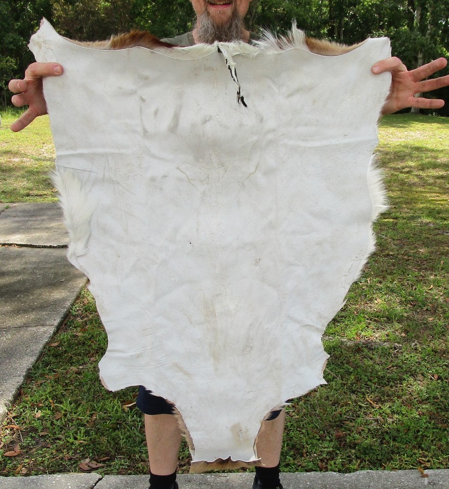 South African Springbok Skin, Springbok Hide, 36x27 inches, taxidermy ...