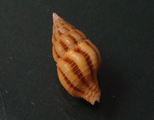 Peristernia Incarnata 25.3 mm F+++/GEM Unusual collectible Specimen WOW! | eBay