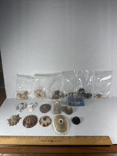 Limpet Shell Collection From Old Collections Very Nice Group With Data ...
