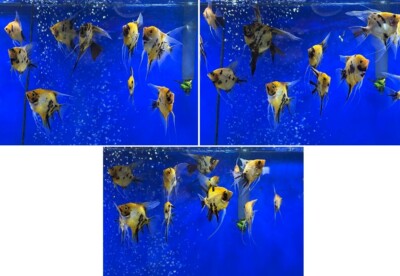Koi Angelfish Premium Adult Breeders - random high quality group of 4 ...