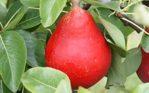25+ Red Clapp's Favorite Pear Seeds for Garden Planting - USA - FREE ...