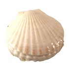 Seashell Baking Serving Dish Oven Proof Re-Usable 4.5" Set 4 Scallop ...