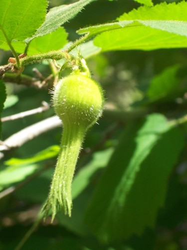 1 American Hazelnut (Filbert) Tree, 14+inch, Fast Growing Nut Shrub for ...