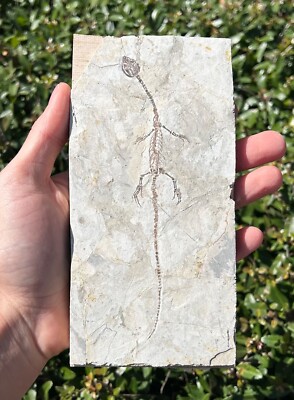 Hyphalosaurus Skeleton Fossil Cretaceous Reptile Dinosaur Bones China ...