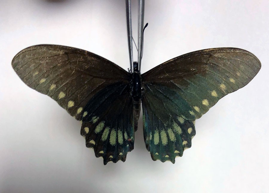 PAPILIONIDAE MIMOIDES PHAON new ssp. WHITEI***male green form***Mexico ...