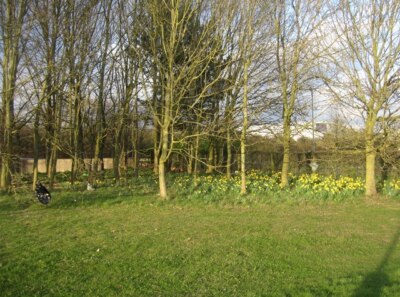 Photo 6x4 Daffodils in Winklebury Basingstoke Spring must be here ...