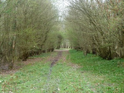 Photo 6x4 Woodland west of Rikkyo School Alfold Crossways The woodland ...
