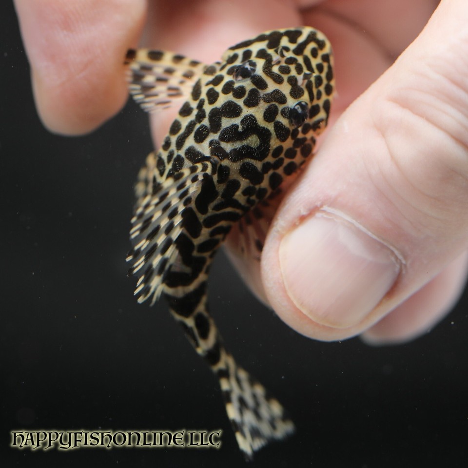 BREEDING PAIR OF L134 LEOPARD FROG PLECOS! FAT YOUNG ADULTS! CB LIVE ...