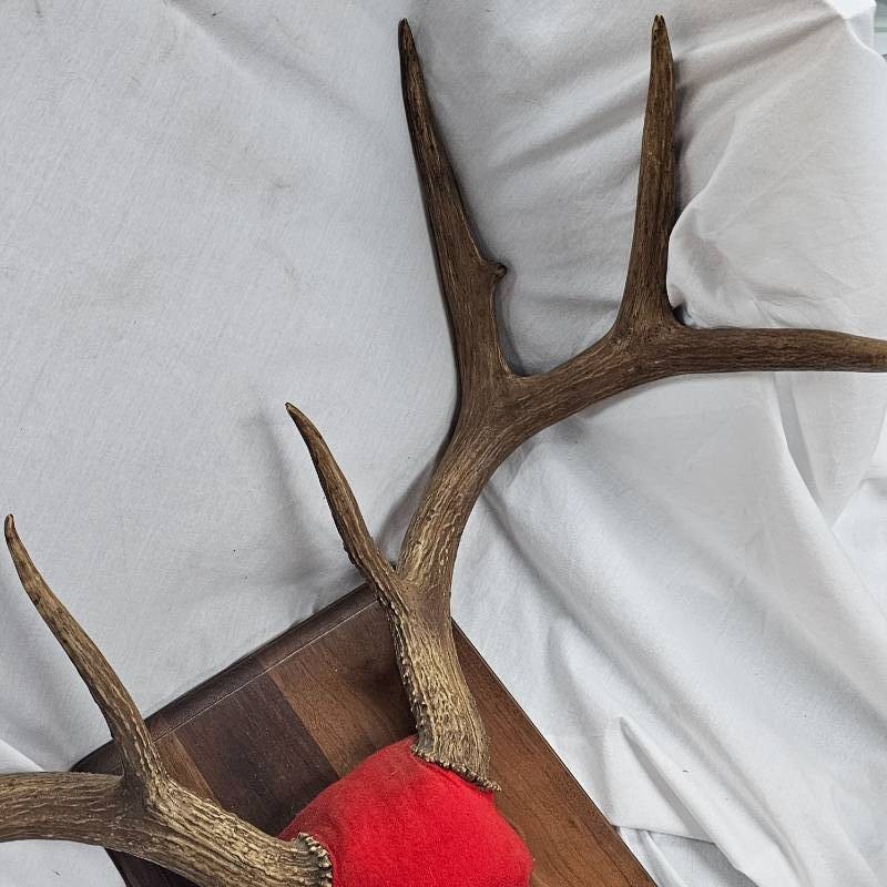 Nice Mounted Dark Colored 9 Point Buck Rack Mount, Shot in 1982 | eBay