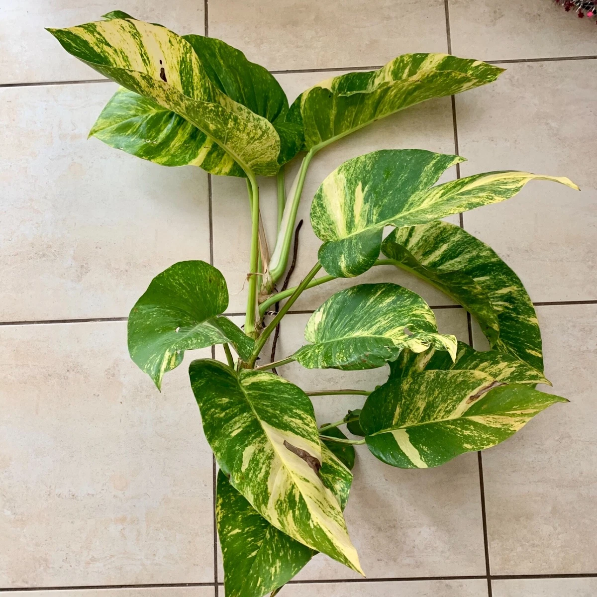 Giant Pothos