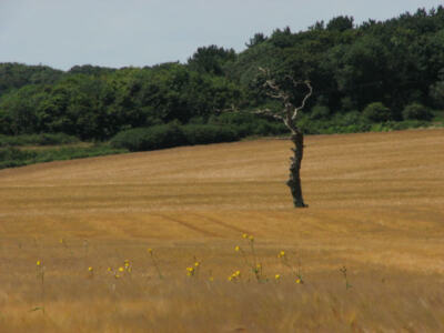 Photo 6x4 Farmland near Northrepps Frogshall c2007 | eBay UK