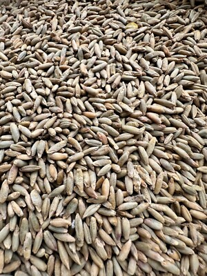 30 LBS Winter Rye Seed For Food Plot, Cover Crop, Deer, Wildlife ...