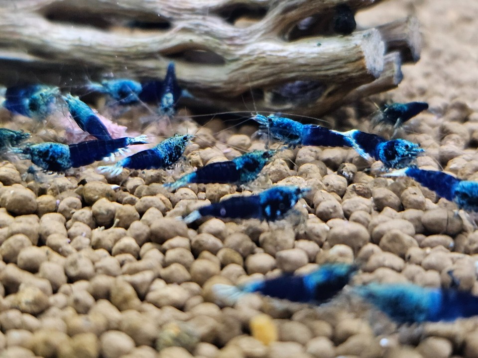 Ocean Blue Caridina Shrimp (5+1) | eBay