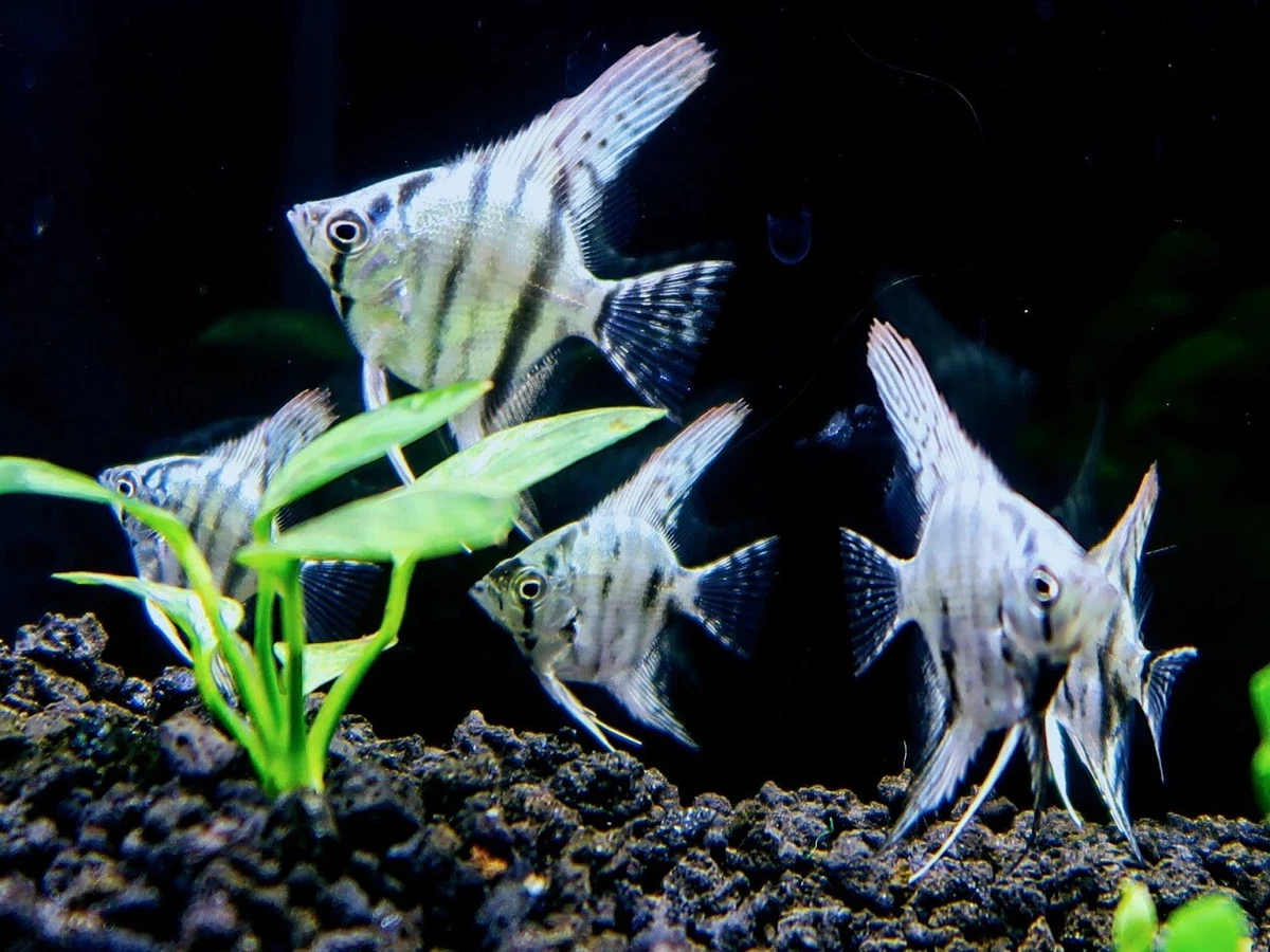 Philippine Blue Angelfish