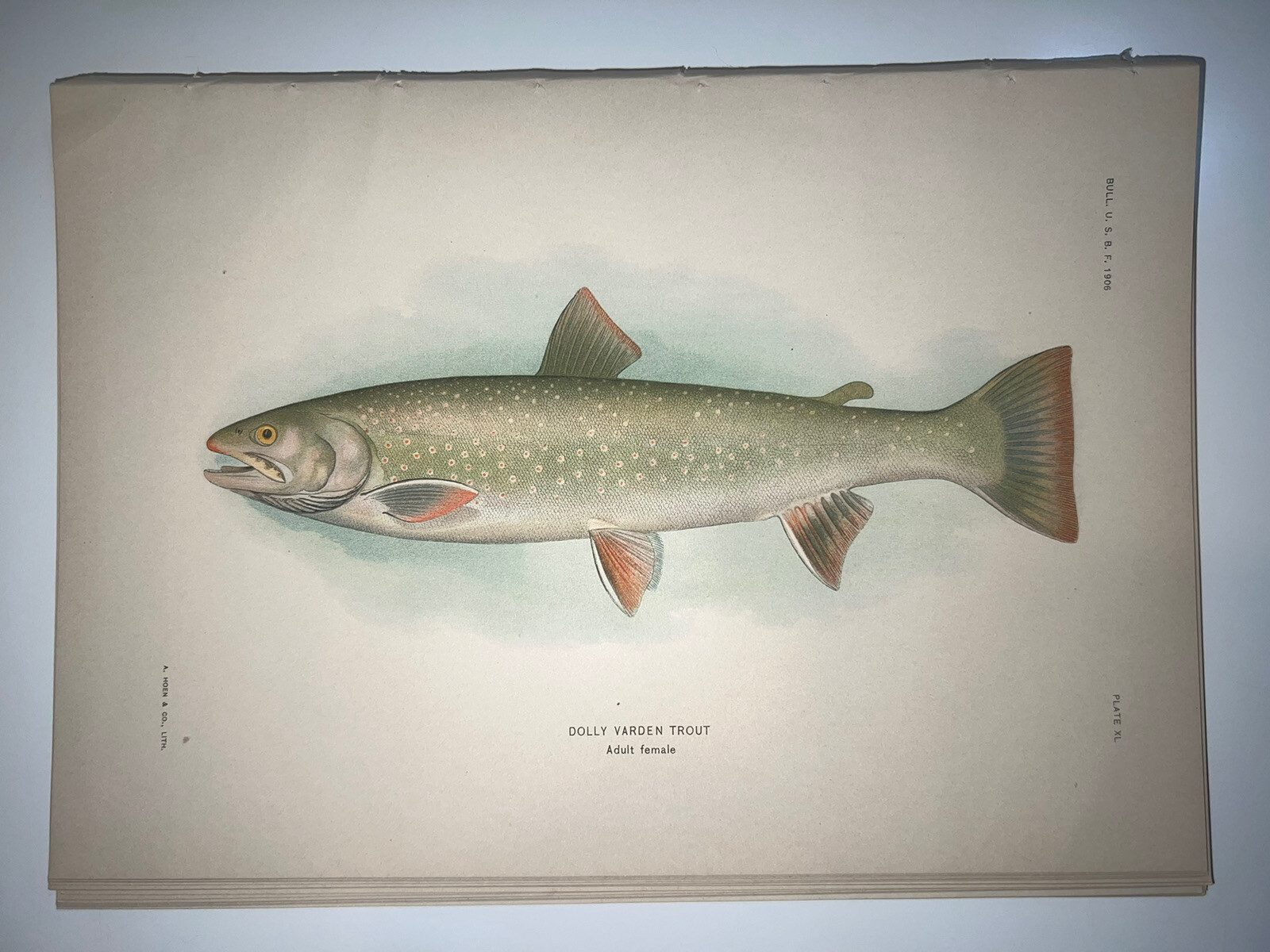 1906 Hoen Bowers Print Fish Alaska Rare Fine Example Dolly Varden Trout ...