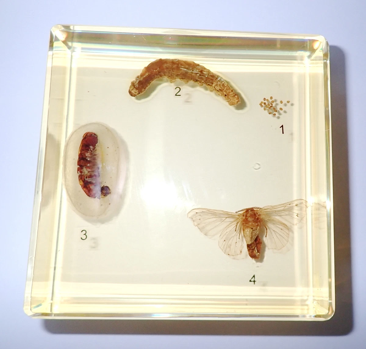 Silk Moth Life Cycle