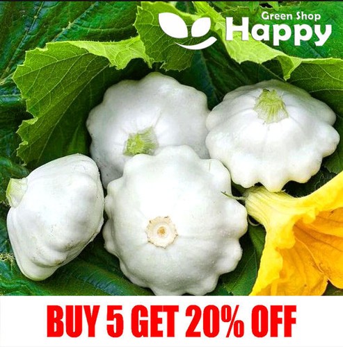 Patty Pan SQUASH CUSTARD WHITE - 15 SEEDS - Heirloom Marrow seeds ...
