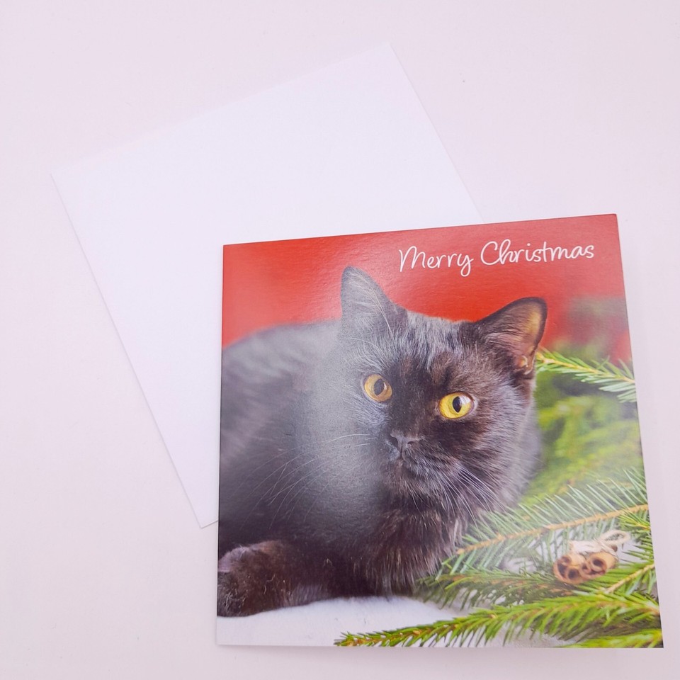 Cats Protection Christmas Cards Black Cat 2024 pack of 10 with ...