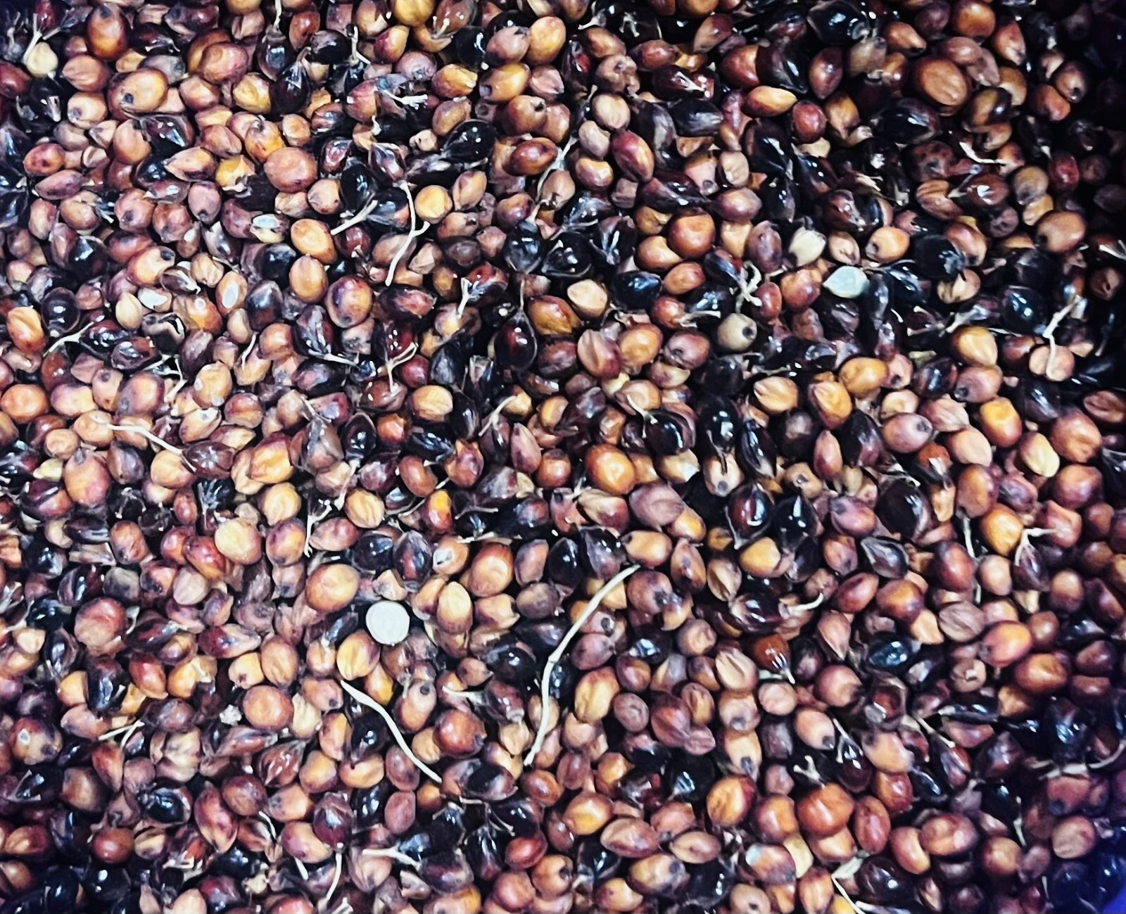 Guinea Corn (Dawa) & Millet (Joro) | eBay