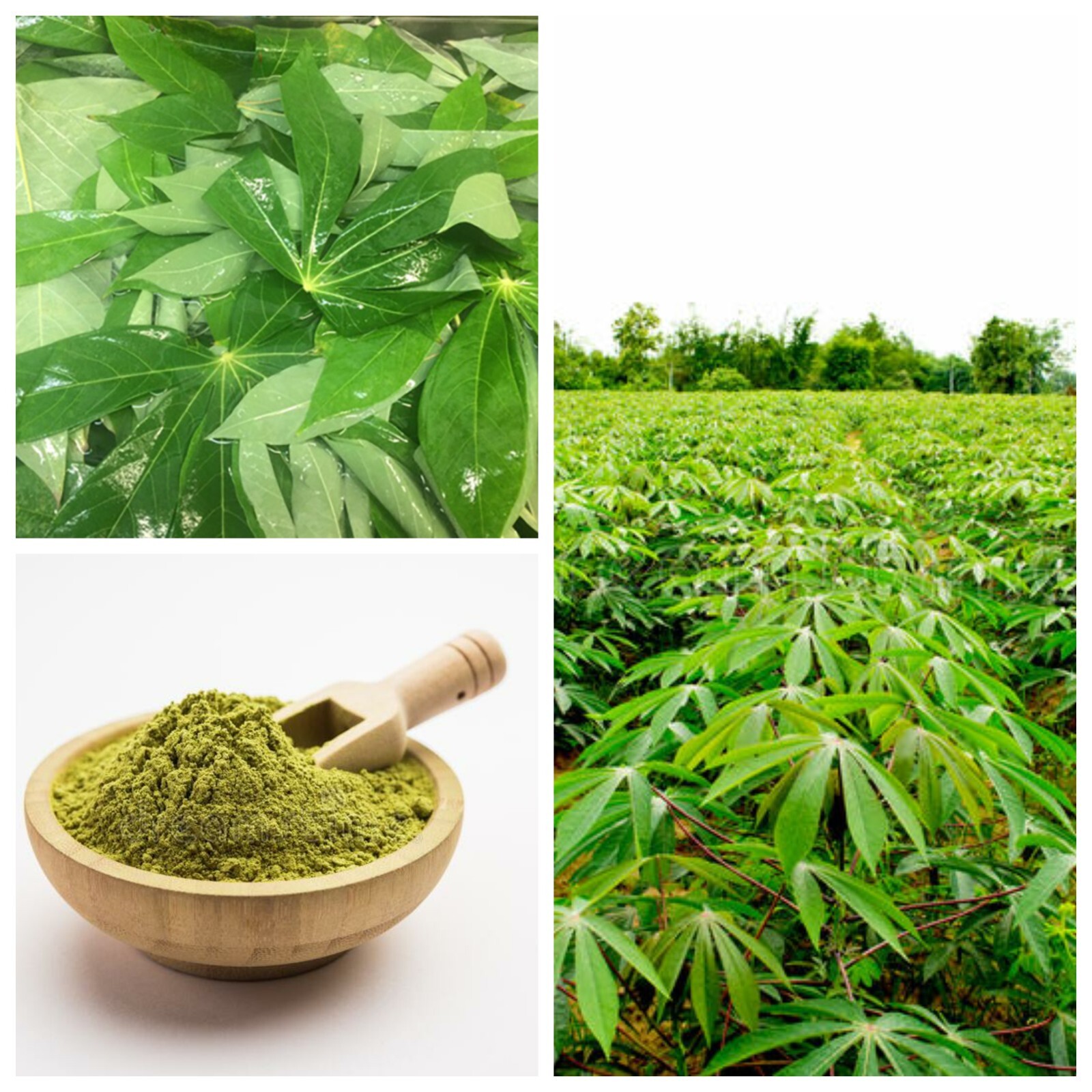 Ceylon Cassava Leaves Dry Powder, Herbal Manioc Leaf Natural Spices High Quality | eBay