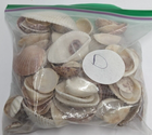 Lot of 6+ Pounds of Mixed Seashells for Ocean Decor Wedding Aquarium ...