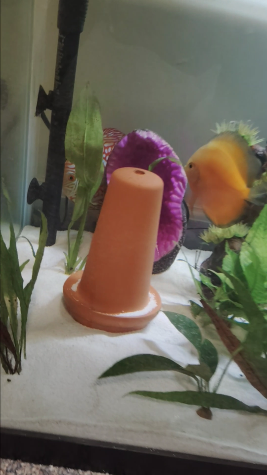 Live discus and fish tank set up | eBay