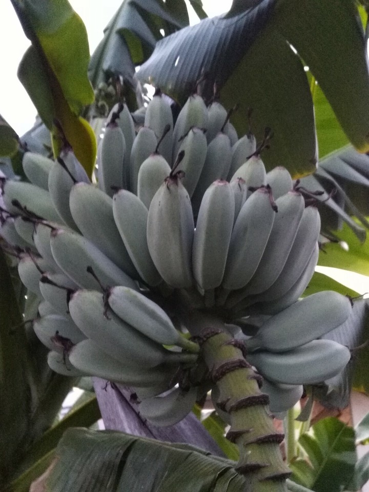 Musa "Blue Java" (The Real One) - (True to Type) -Banana Plant 1ft. | eBay