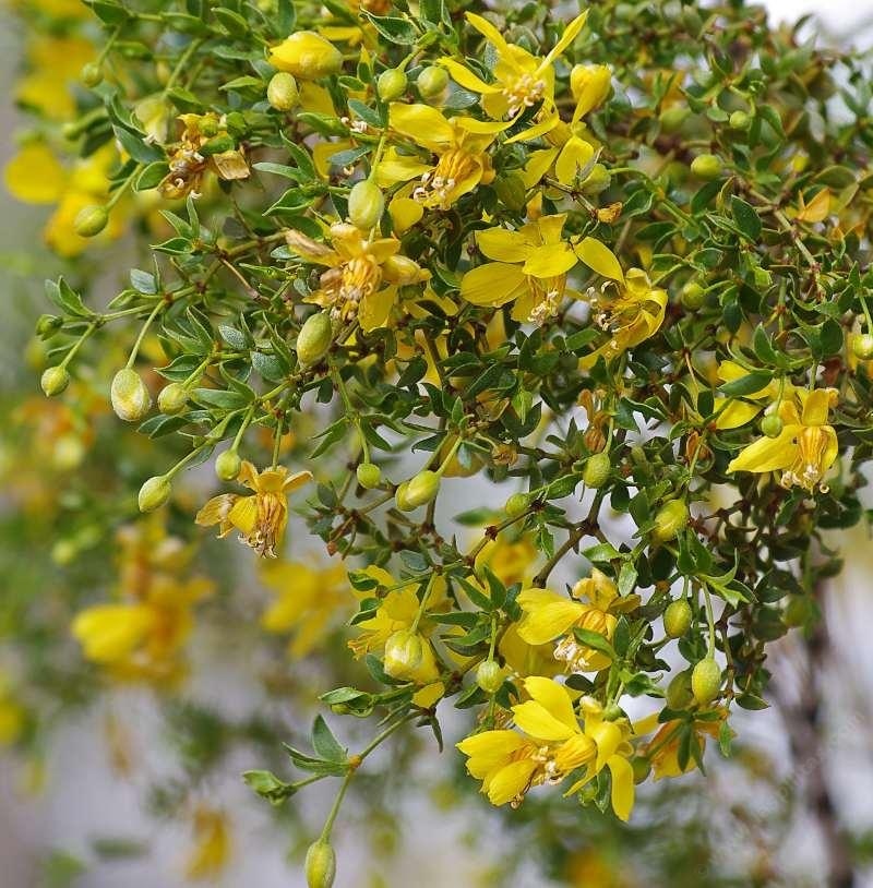 Using Creosote For Vegetable Gardens Flower Friday: Creosote | Red