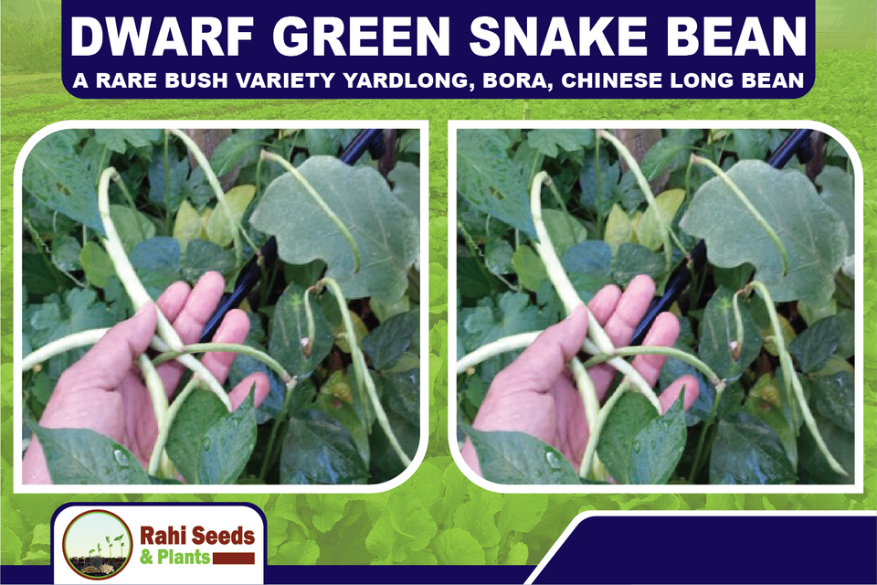Dwarf Green Snake Bean - A Rare Bush Variety Yardlong, Bora, Chinese ...