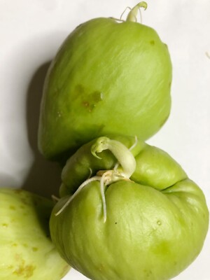 Sprouting Chayote, Choko, Chocho, Vegetable Pear, Mirliton | eBay