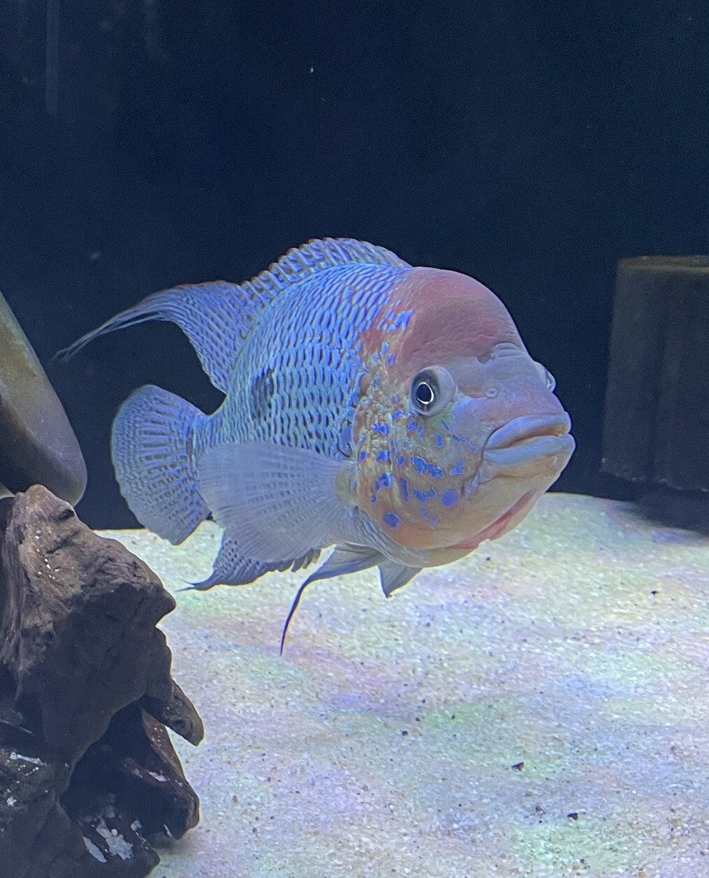 2” “Umbee” cichlid – Sistema de Gestión de la Calidad – UNACH