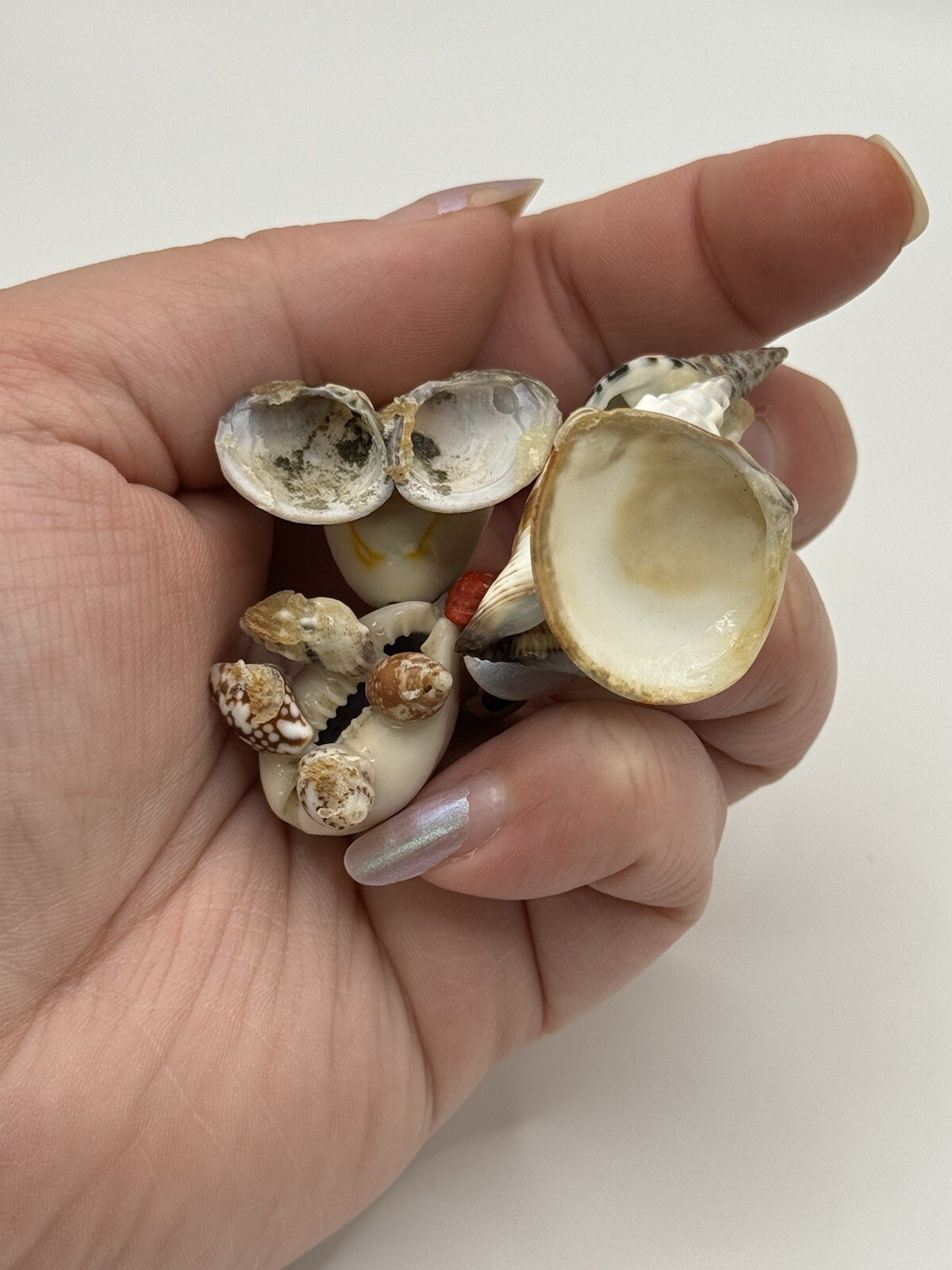 Vintage Mini Sea Shell Bird Seagull Figurine Beach Trinket Miniature ...