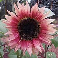Pink Sunflower Seeds ~ Helianthus Annuus ~ Strawberry Blonde ~ Pretty ...