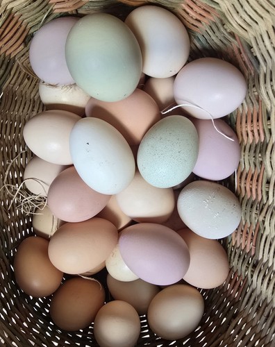 18+ Bym Chicken Hatching Eggs Mixed Colors | eBay