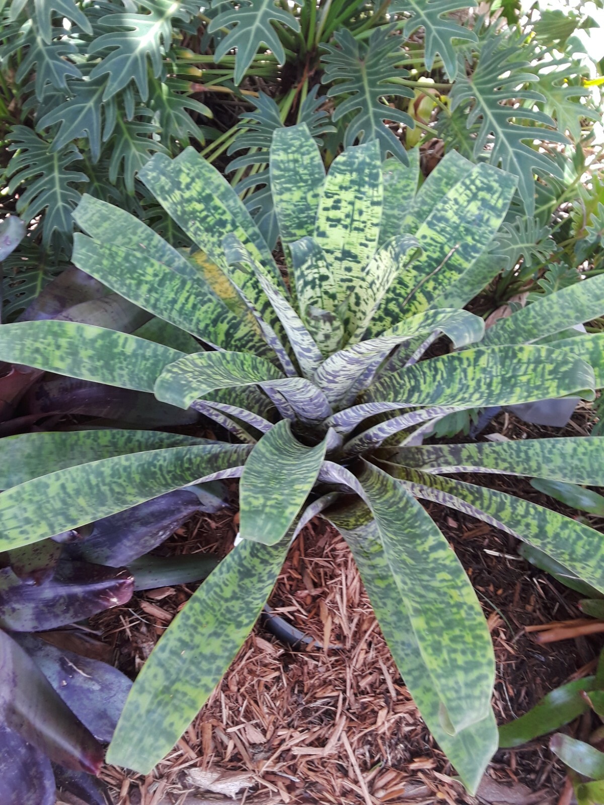 Vriesea GOUDAEA OSPINAE Smudge Pattern Bromeliad one tropical plant ...