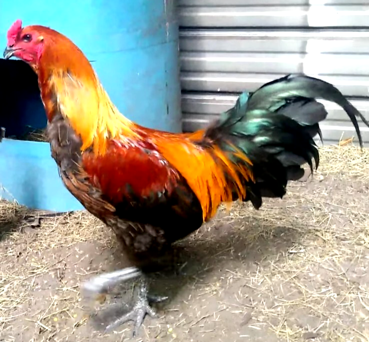 6 NPIP/AI CLEAN LIEGE FIGHTER HATCHING EGGS RARE SUPER SHOW QUALITY ...