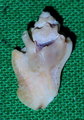 Typhis typhinellus #M0152 Italy 15mm | eBay