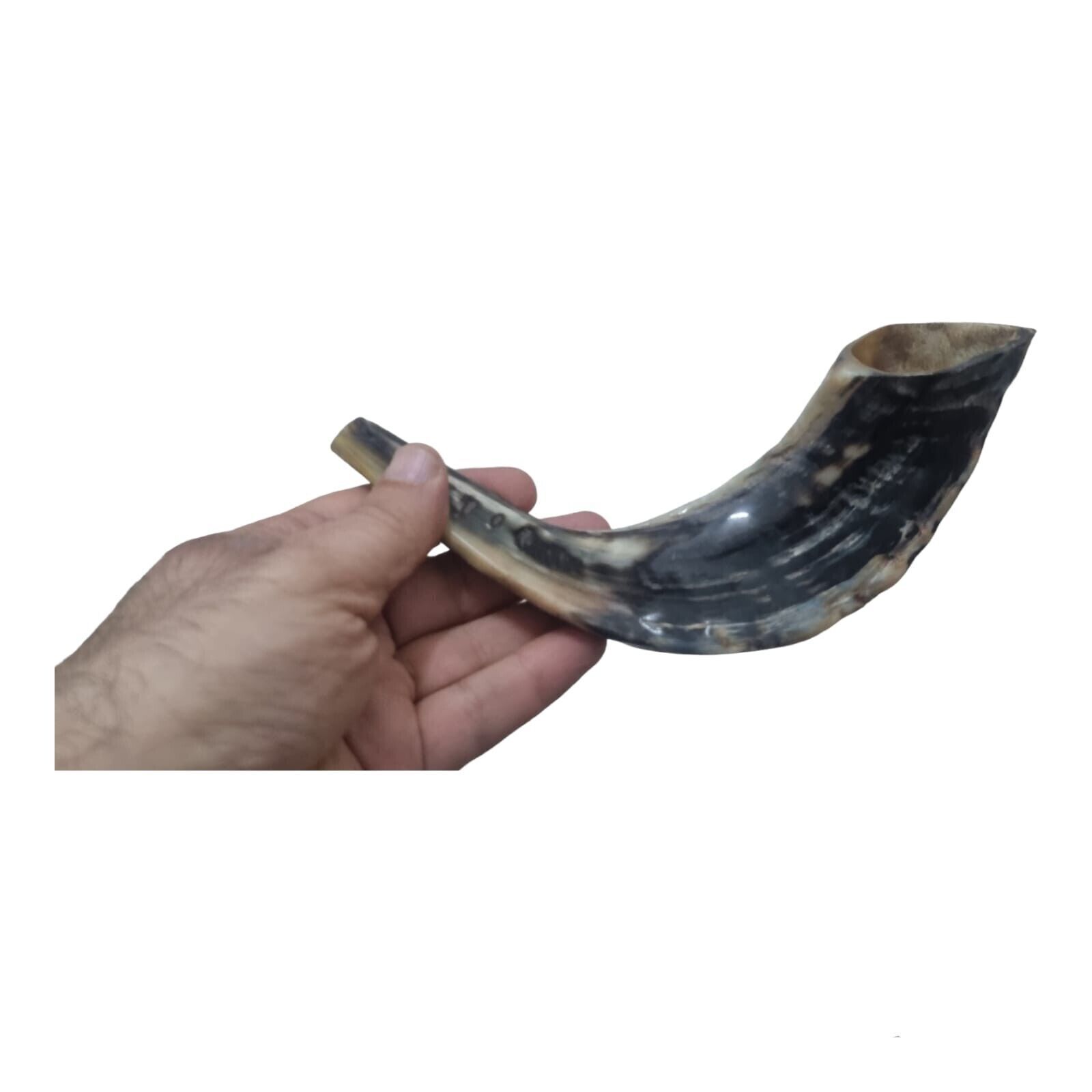 1x Ram Rams Horn Shofar Shofars Sale For Natural 10-12 Jewish Chofar ...
