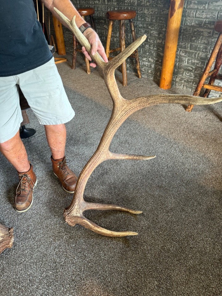 Elk sheads 370" 7x7 have score sheet | eBay