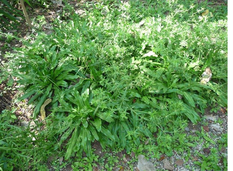 Dried Culantro Long Coriander Culantro (Eryngium foetidum) Leaves & Dry ...