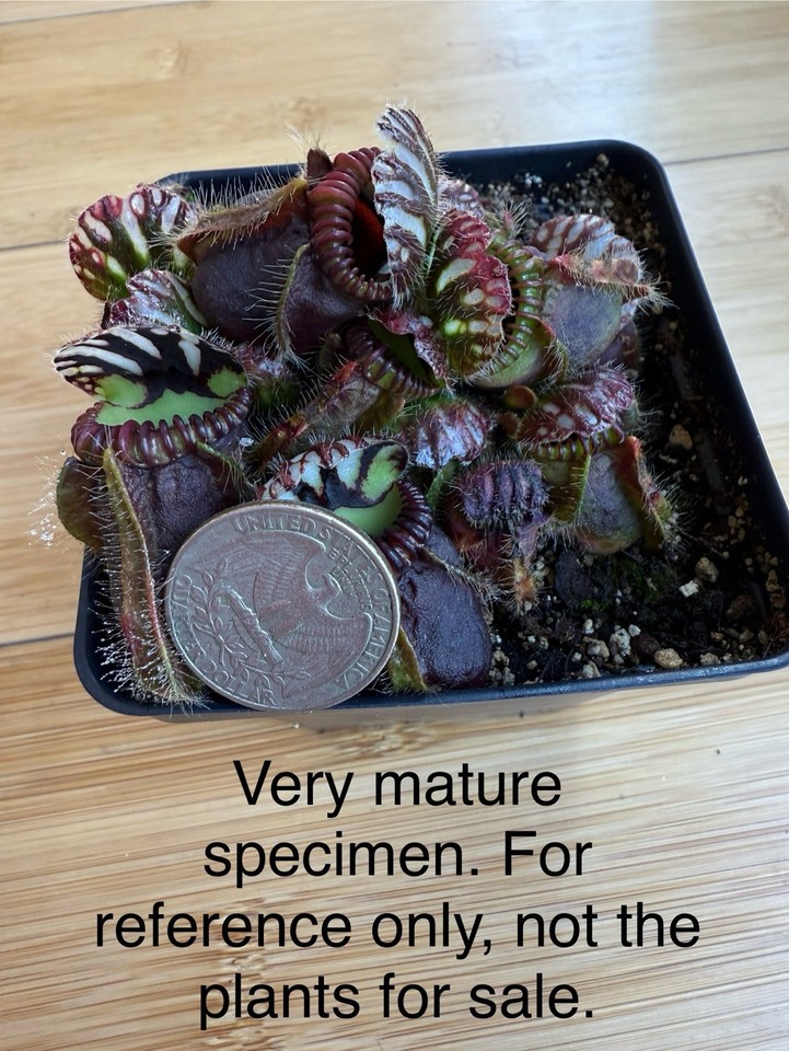 Cephalotus follicularis typical form medium potted | eBay