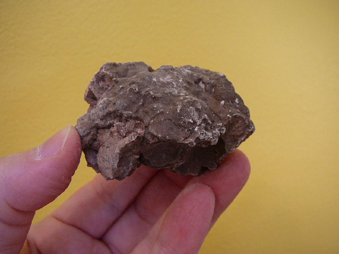 (PP506-8) 3 oz Real Fossil Crocodile croc POOP doo doo Triassic era ...