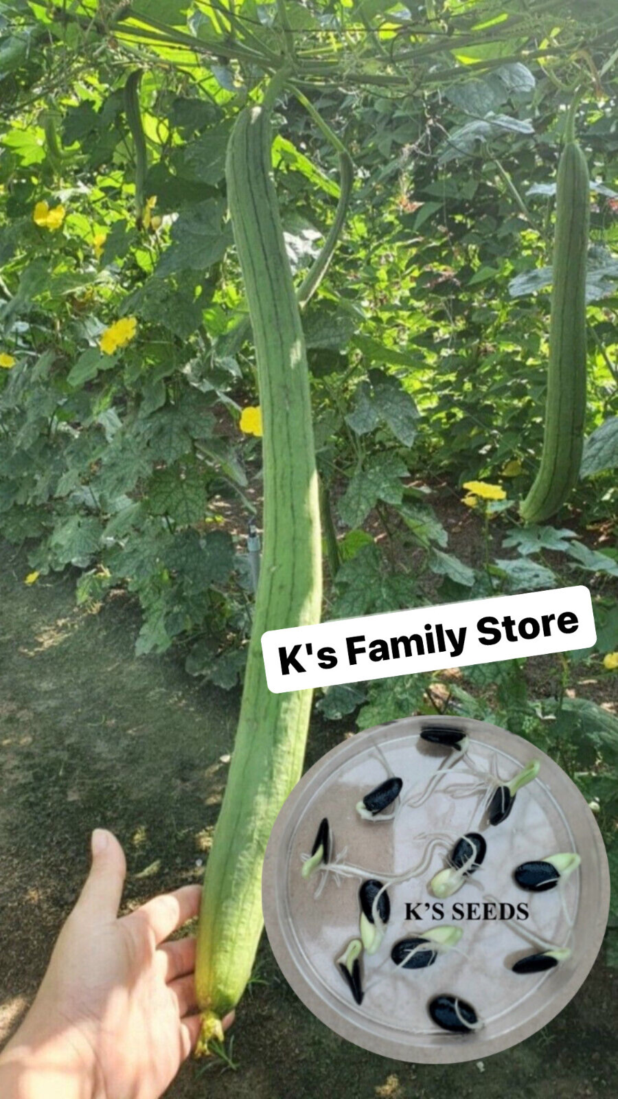 5PCS - EXTRA LONG LUFFA GOURD LUFFA SEEDS, MƯỚP HƯƠNG TRÁI DÀI | eBay